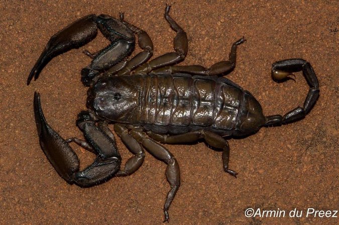 Female Hadogenes longimanus - Africa Geographic