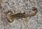 Scorpions: facts you need to know - Africa Geographic