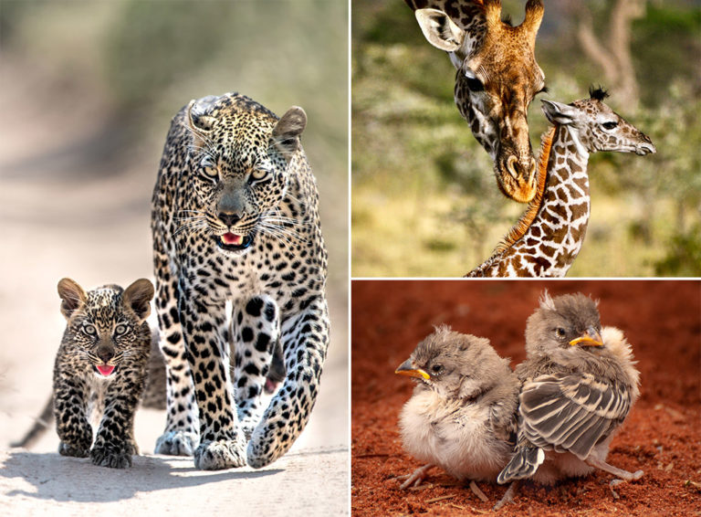 Celebrating Africa’s Wild Babies - Africa Geographic