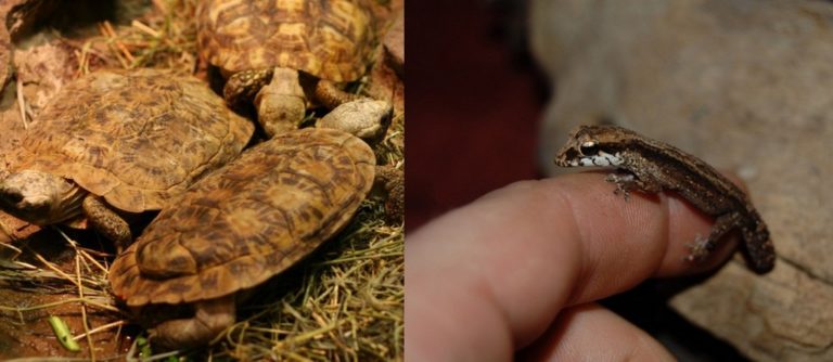 CITES CoP18 – most controversial one ever? Here are the results for ...