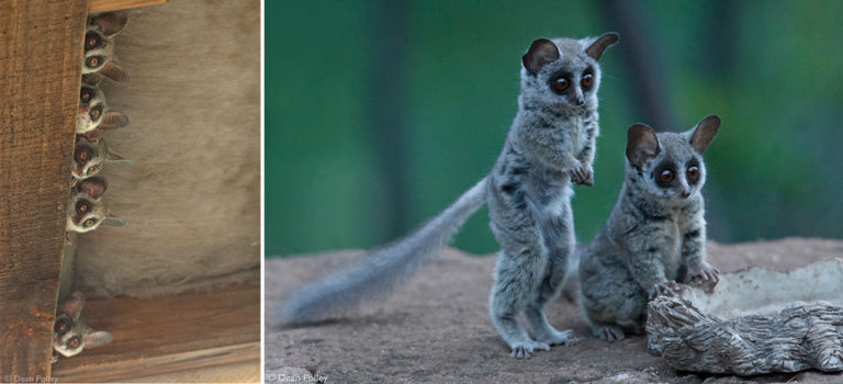 Bushbabies – The Southern Lesser Galago - Africa Geographic
