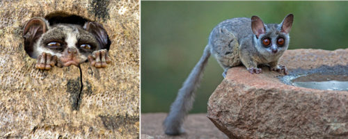 Bushbabies – The Southern Lesser Galago - Africa Geographic