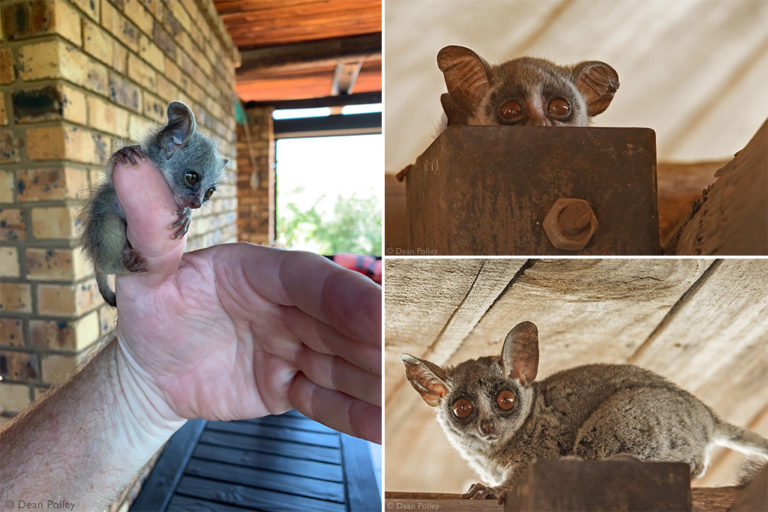 Bushbabies – The Southern Lesser Galago - Africa Geographic