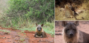 The Brown Hyena - Africa Geographic