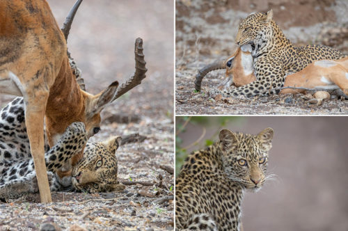 Leopard takes down impala - Africa Geographic