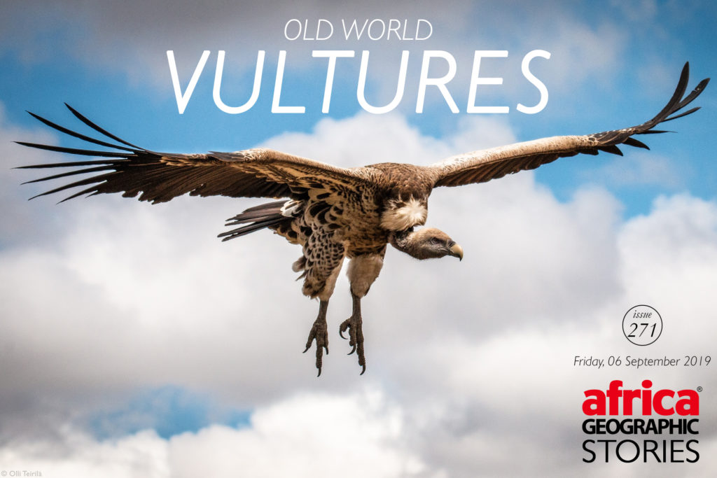 Vultures of the Old World - Africa Geographic