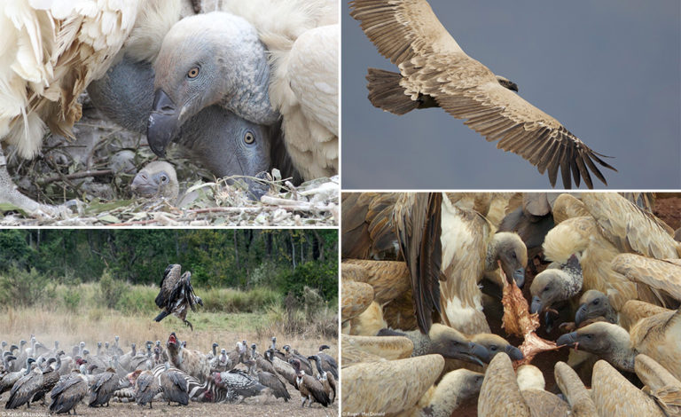 Vultures of the Old World - Africa Geographic