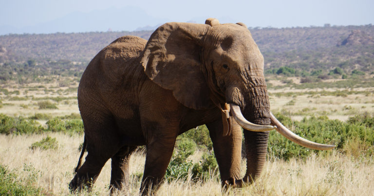 super tusker Archives - Africa Geographic