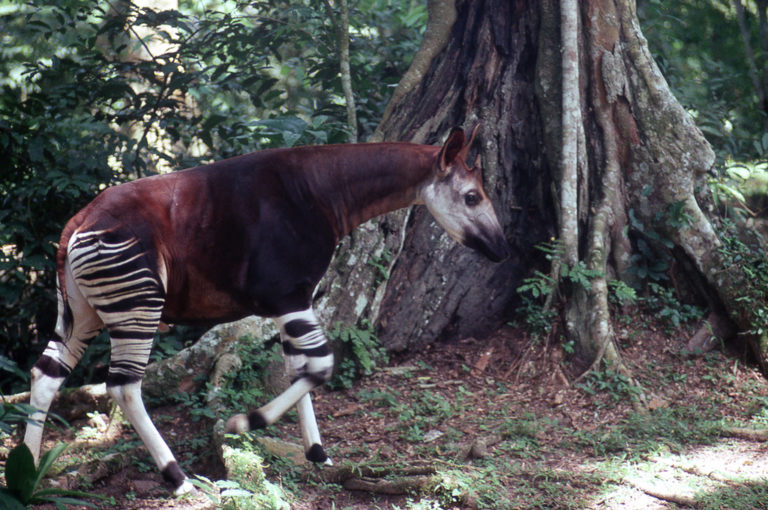Okapi conservation gets a boost, with new DRC reserve management ...