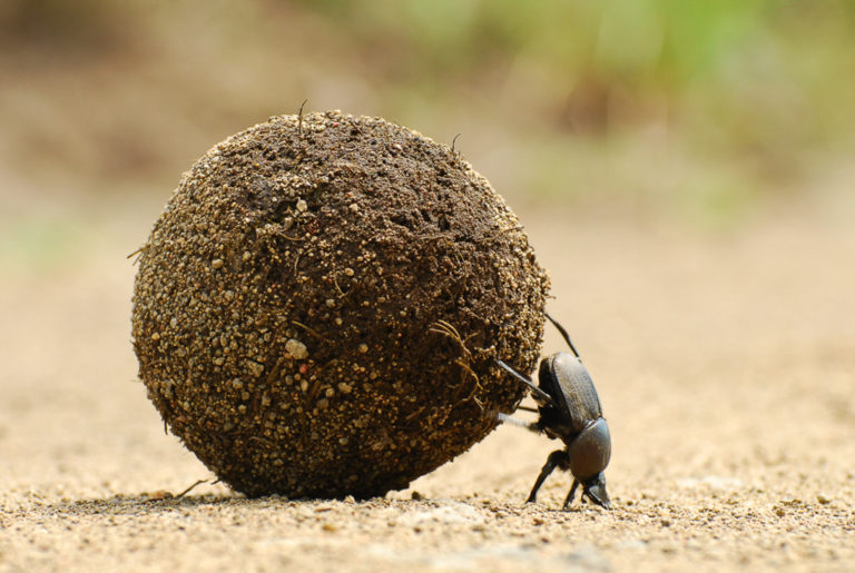 Discovering the fascinating world of dung beetles - Africa Geographic