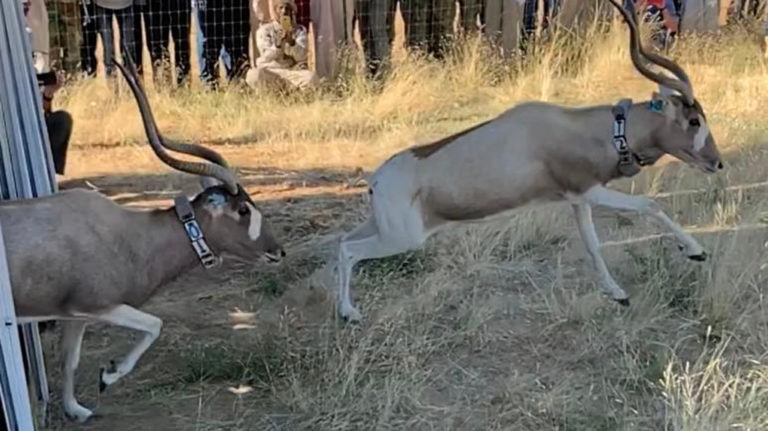 Critically endangered addax antelope to be reintroduced in Chad ...