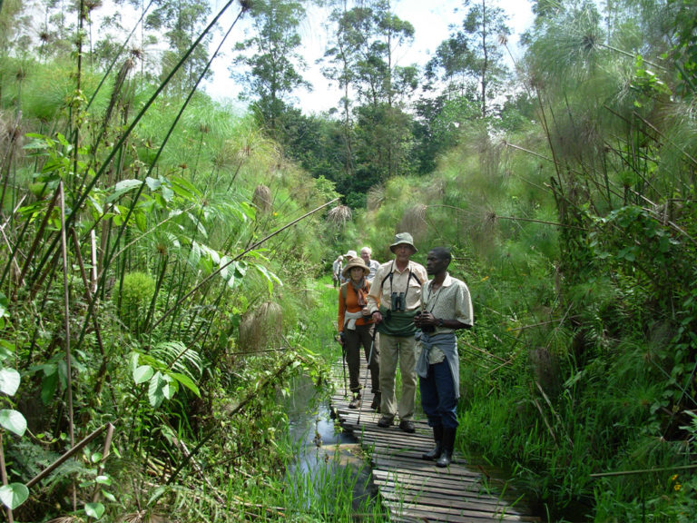 Come on a Uganda birding safari with us