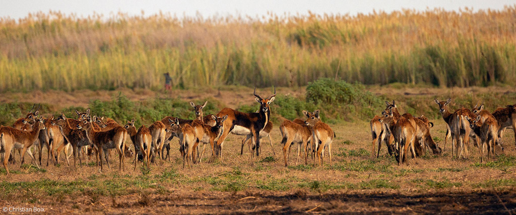Bangweulu - Where the water meets the sky - Africa Geographic