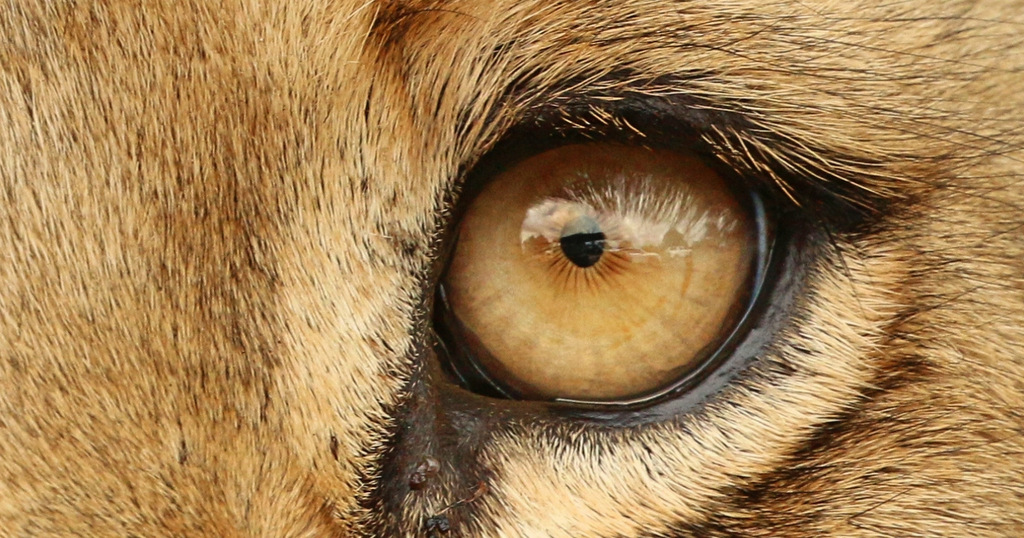 Image_1_-_Close_up_of_a_lion_s_eye-001 - Africa Geographic
