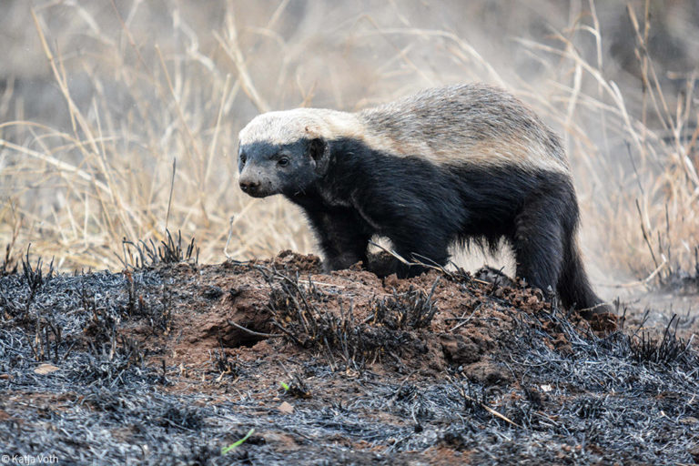 Black honey badgers spotted in Gabon - Africa Geographic