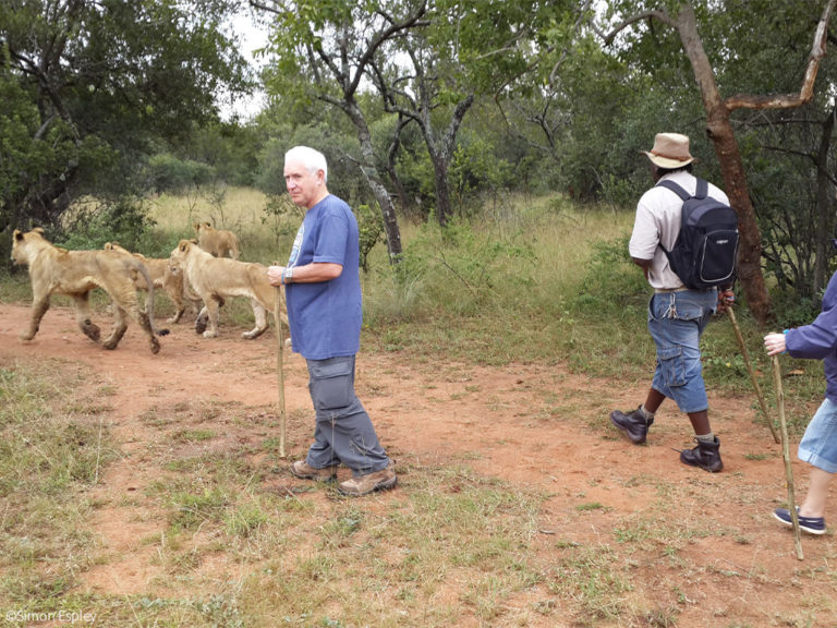 Lion cub petting & captive wildlife interactions: what tourists need to ...