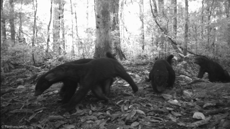 Black honey badgers spotted in Gabon - Africa Geographic