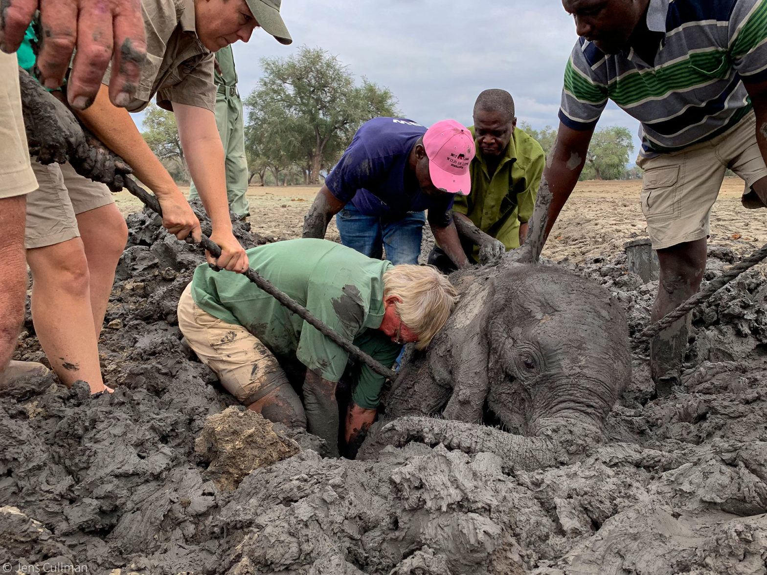 Baby elephants rescued – 11 incredible images - Africa Geographic