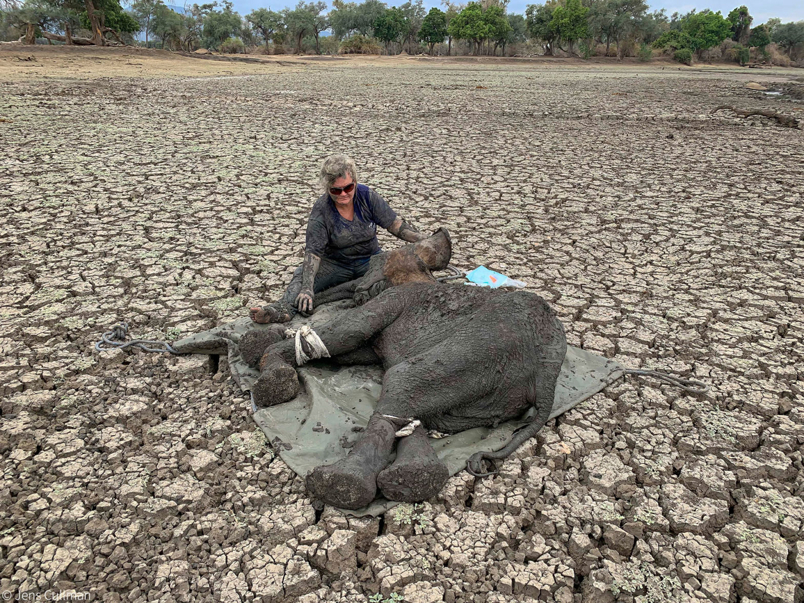 Baby elephants rescued – 11 incredible images - Africa Geographic