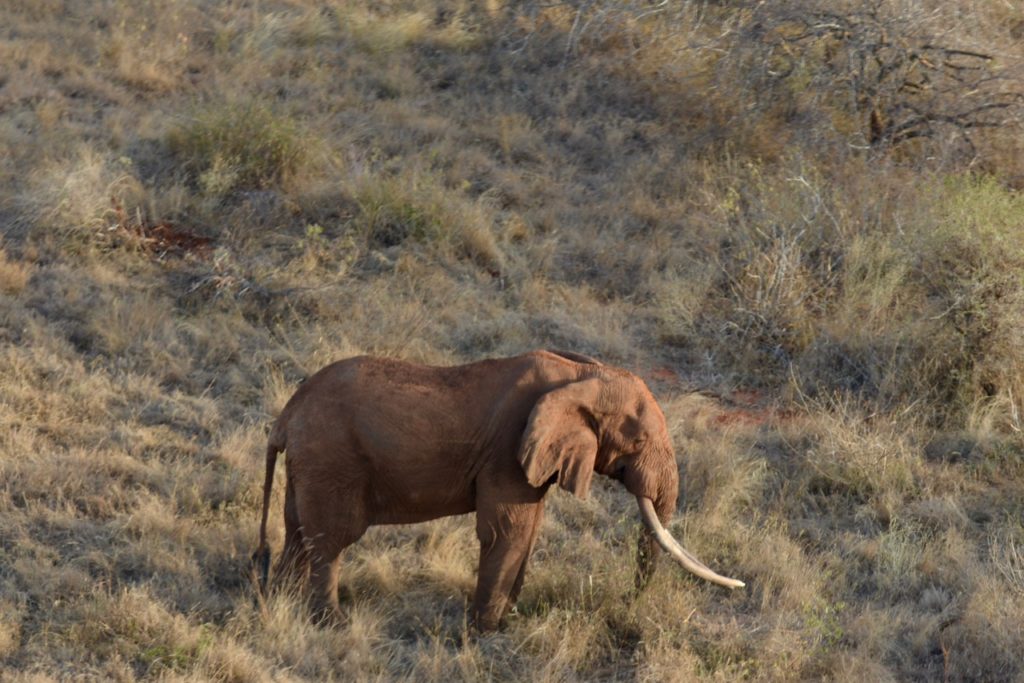 The death of ‘Julian’, one of Africa’s last great tuskers - Africa ...