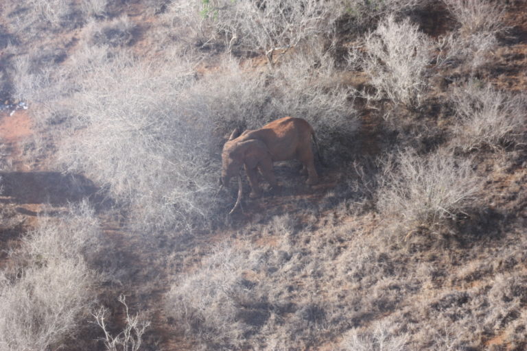 The death of ‘Julian’, one of Africa’s last great tuskers - Africa ...