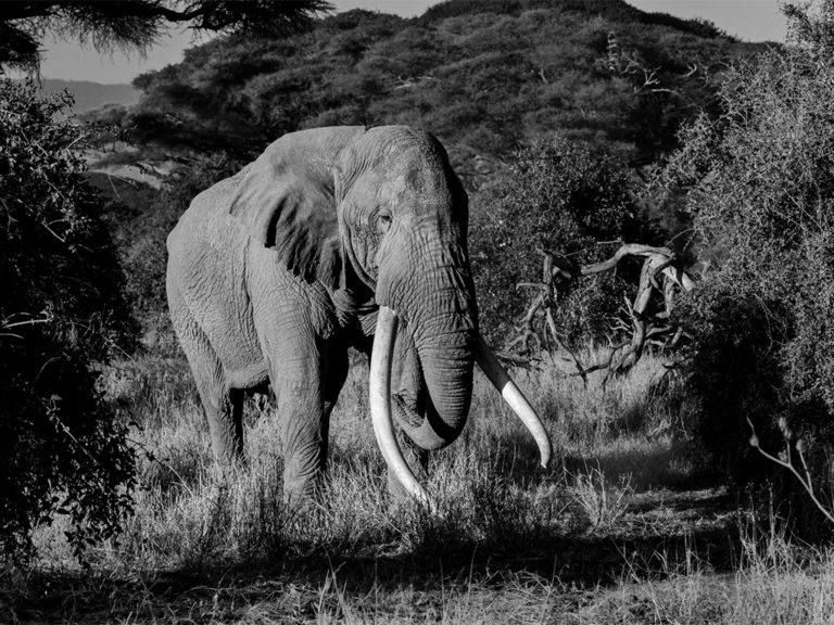 RIP: Tim the iconic elephant dies - Africa Geographic