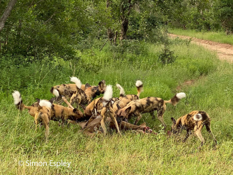 Painted wolves (African wild dogs) released after rescue - Africa ...