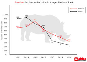 Latest rhino poaching stats: shades of grey - Africa Geographic