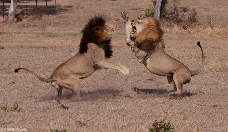 Fight between Mapogo males © Hannes Kruger - Africa Geographic