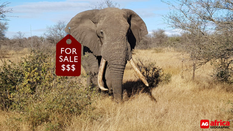 What exactly is CITES and how does it work? - Africa Geographic