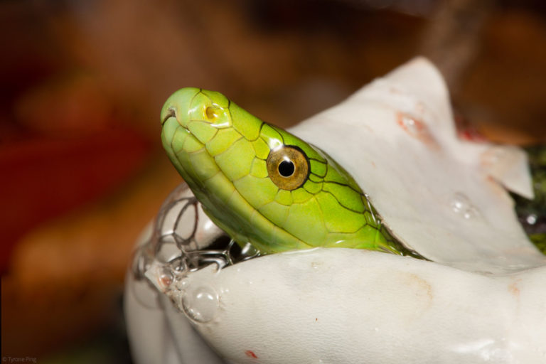 Rescued green mamba eggs hatching - Africa Geographic