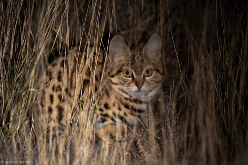 Come on safari with us to find Africa's 10 cat species