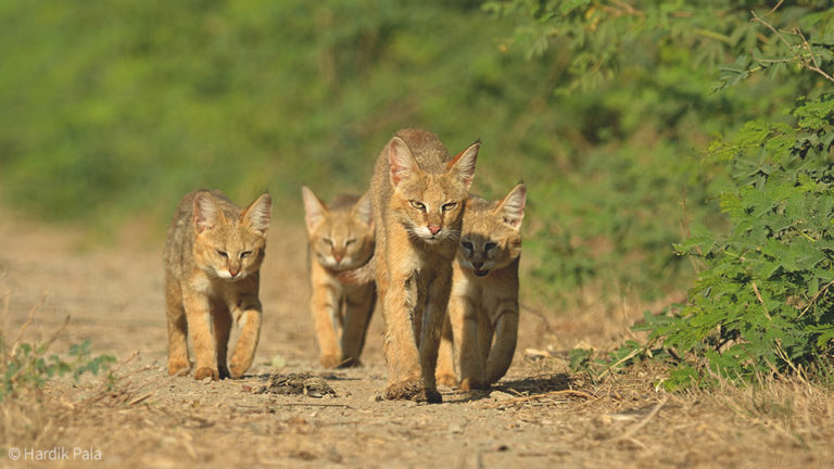 The 10 cat species of Africa - Africa Geographic