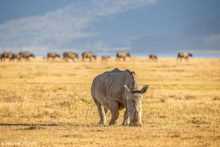 Why are rhinos important for ecosystems? - Africa Geographic