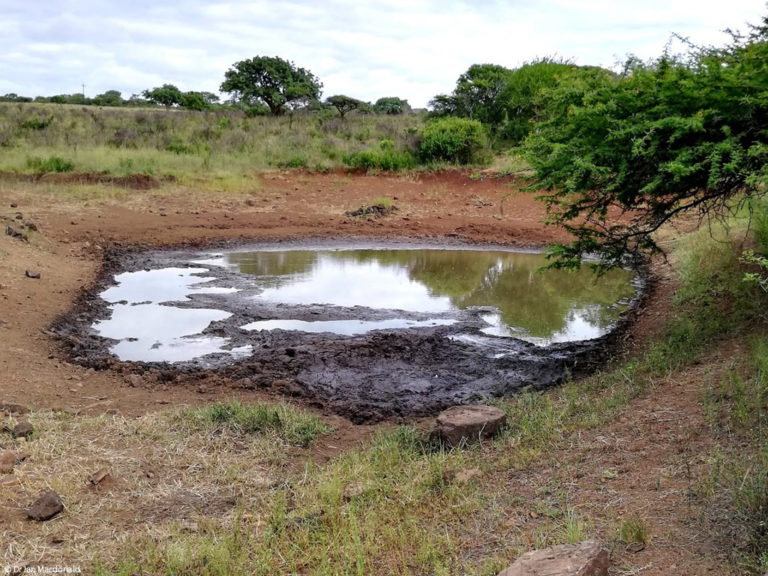 Why are rhinos important for ecosystems? - Africa Geographic