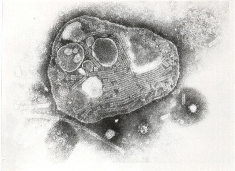 Understanding rinderpest - Africa Geographic