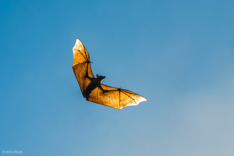 The importance of bats - Africa Geographic