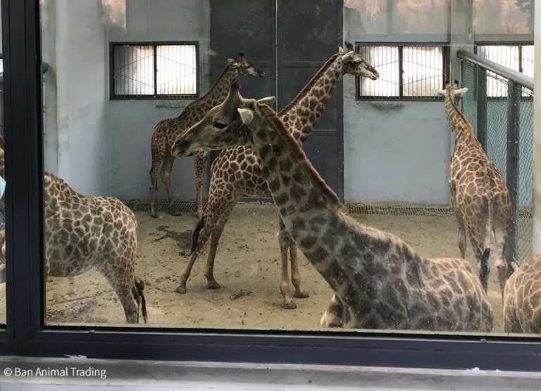 Wildlife trade between South Africa and China exposed – legal and ...