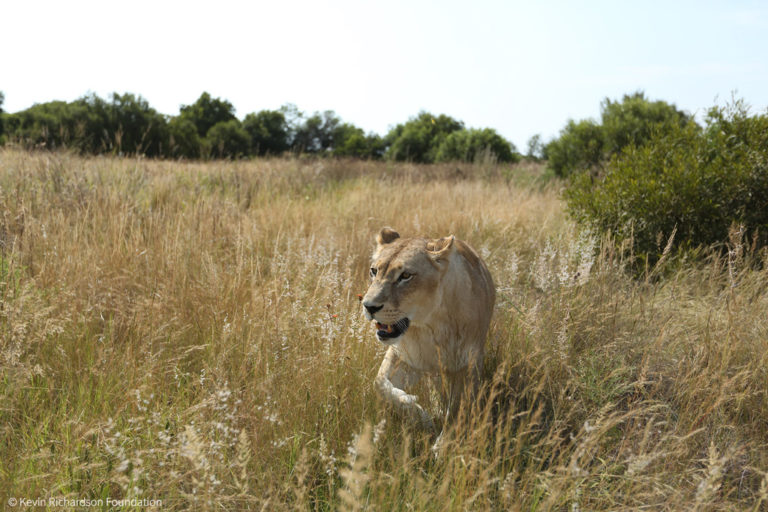 Kevin Richardson, the 'Lion Whisperer' - hard questions and frank ...