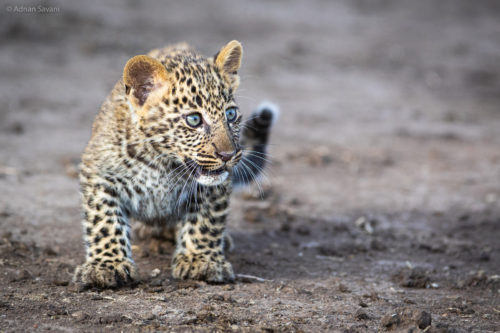 Photographer of the Year 2020 Weekly Selection: Semi Finalists ...