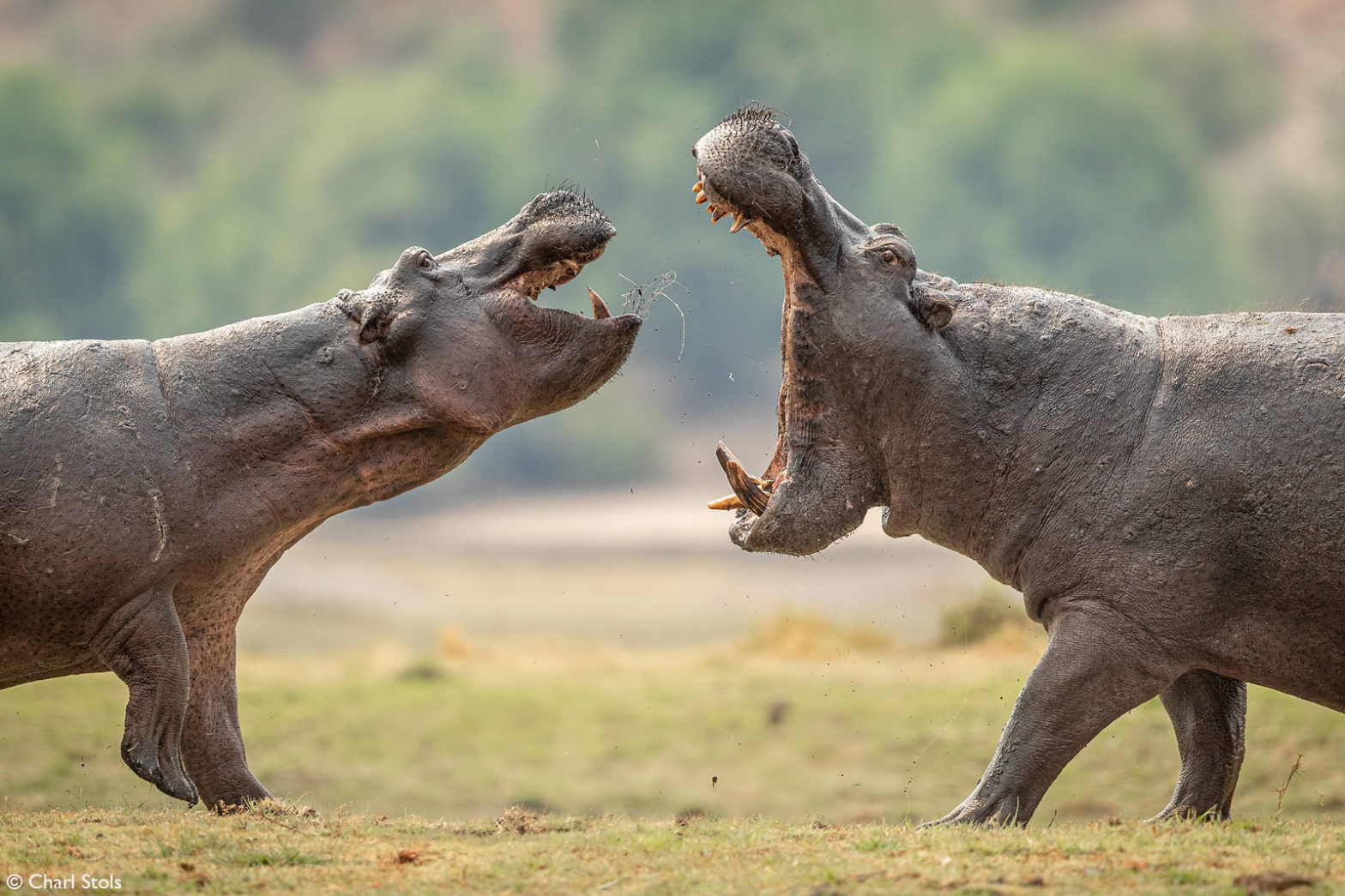 Photographer of the Year 2020 Weekly Selection: Week 23 – Gallery 2 ...