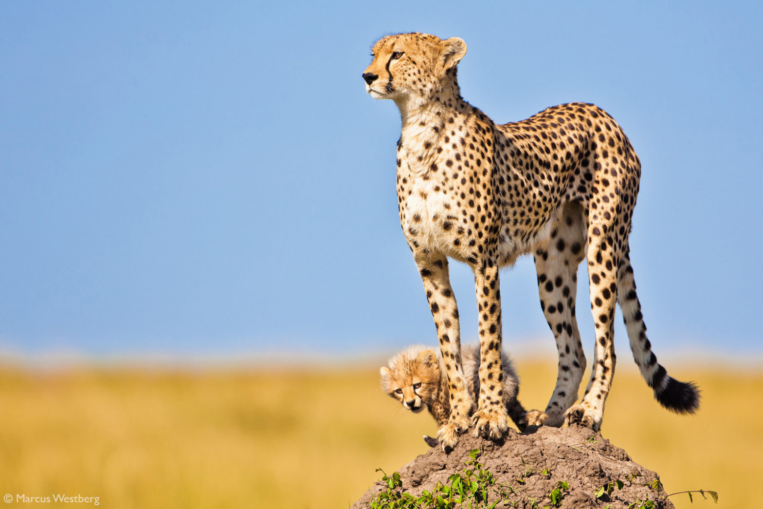 Photographer of the Year 2020 Weekly Selection: Week 23 – Gallery 1 ...