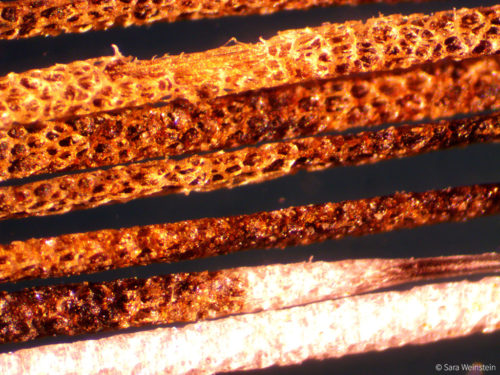 The rat with a deadly secret - Africa Geographic