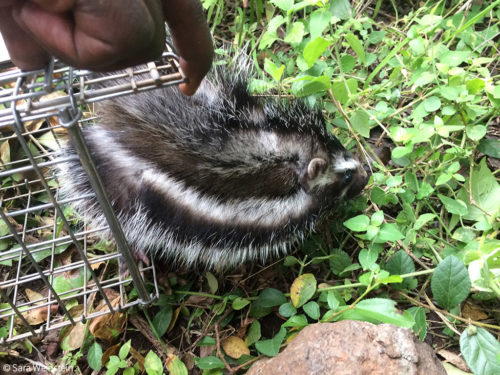 The rat with a deadly secret - Africa Geographic