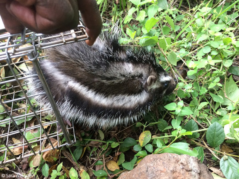 The rat with a deadly secret - Africa Geographic