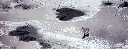 Botswana’s zebra migrations - Africa Geographic