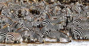 Zebra - Africa Geographic
