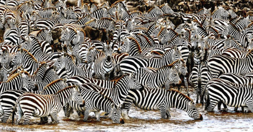 Zebra - Africa Geographic