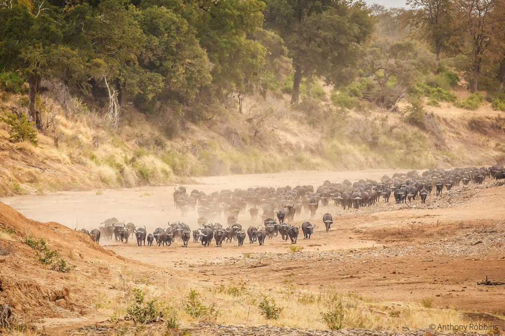 Buffalo - Godfather of the African bushveld - Africa Geographic