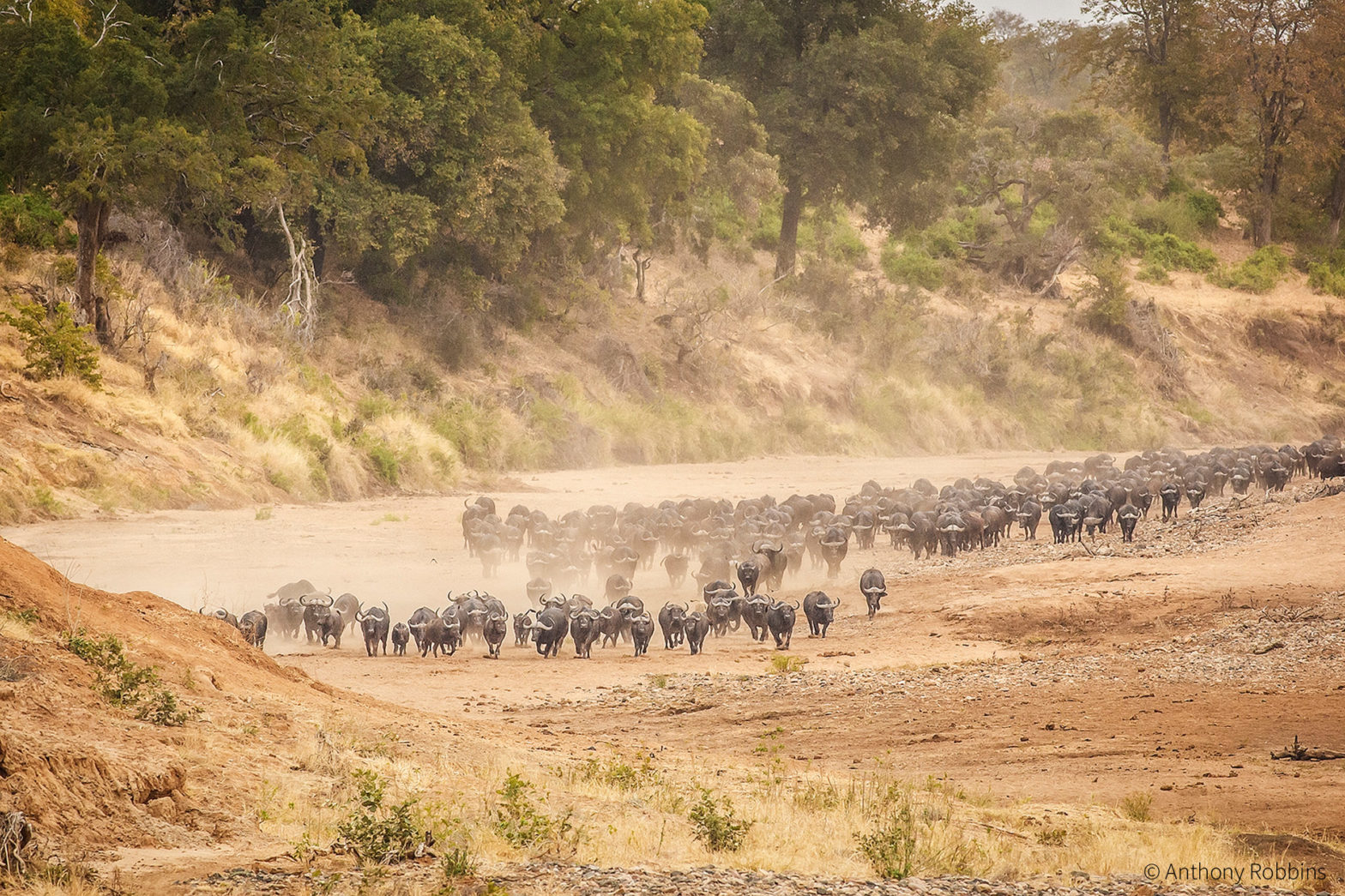 Buffalo - Godfather of the African bushveld - Africa Geographic